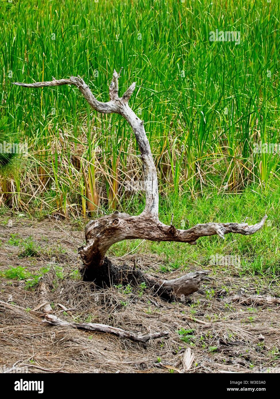 Dead tree branches hi-res stock photography and images - Alamy