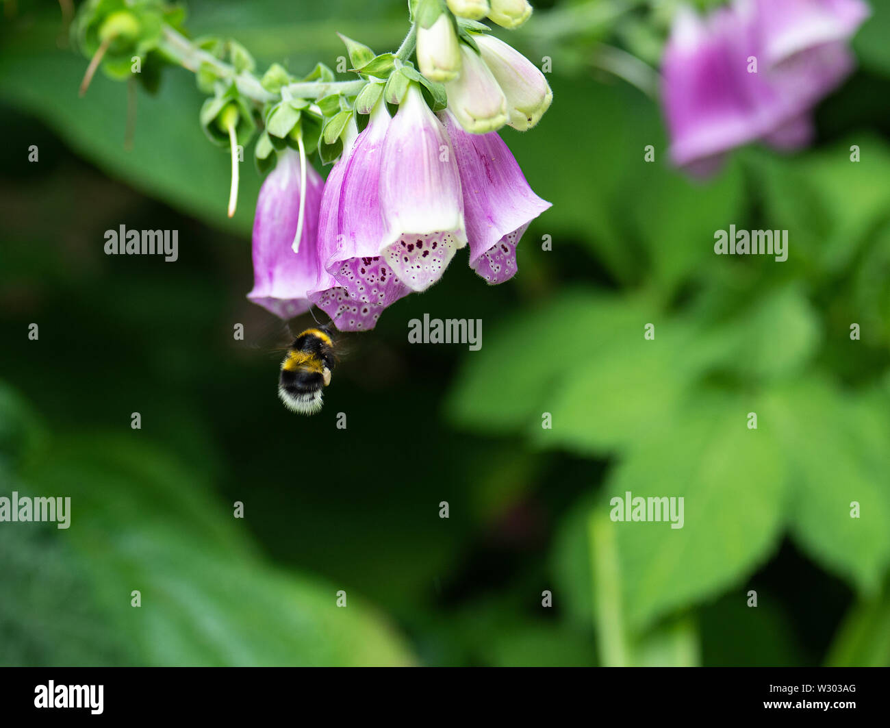 Buff tail bumblebee hi-res stock photography and images - Alamy