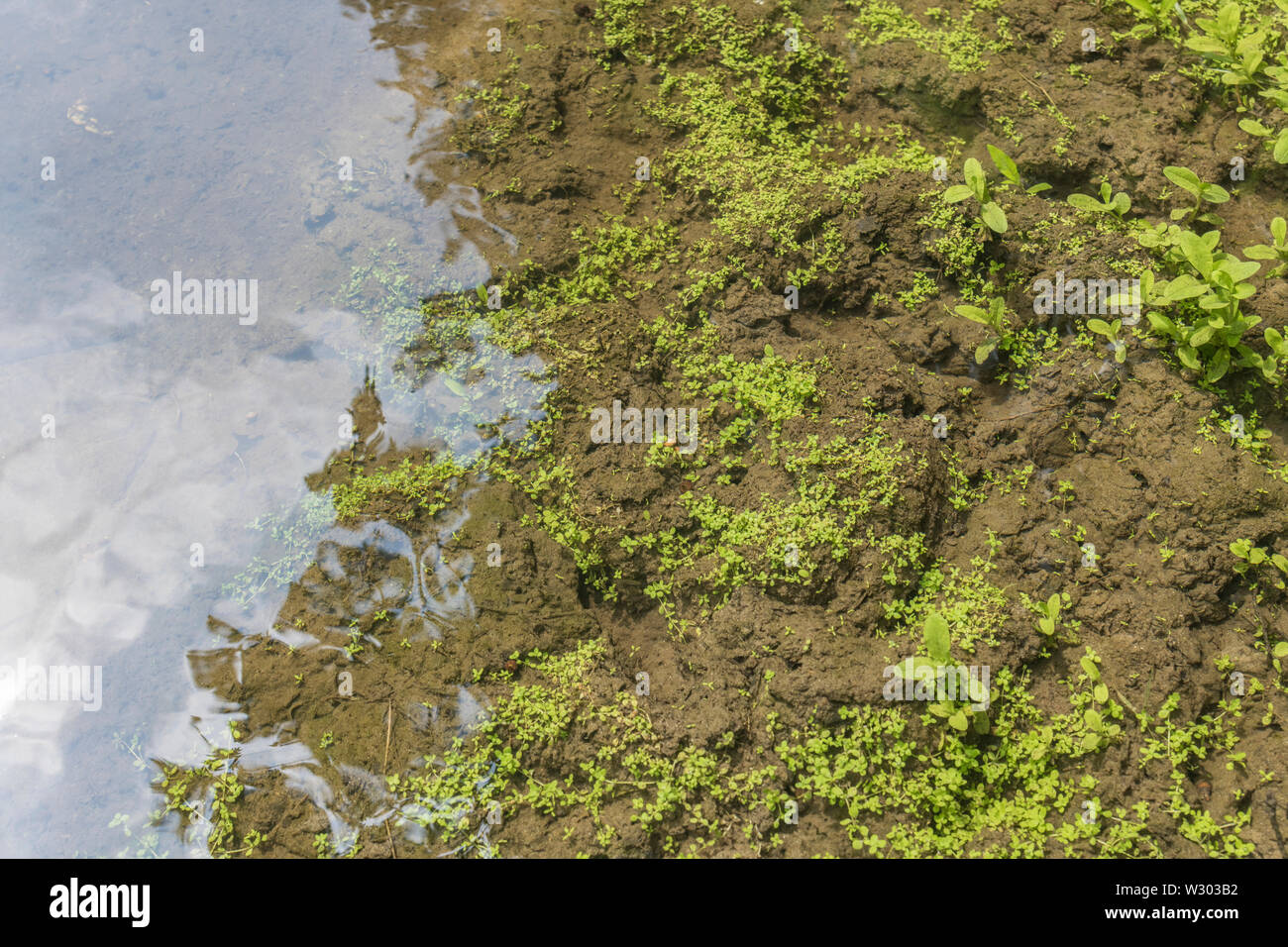Early young leaves of Water Pepper / Polygonum hydropiper = Persicaria ...