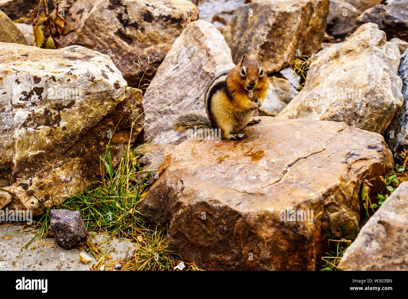 Black chipmunk hi-res stock photography and images - Alamy
