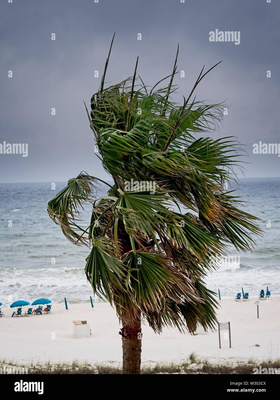 Stormy windy weather tree hi-res stock photography and images - Alamy