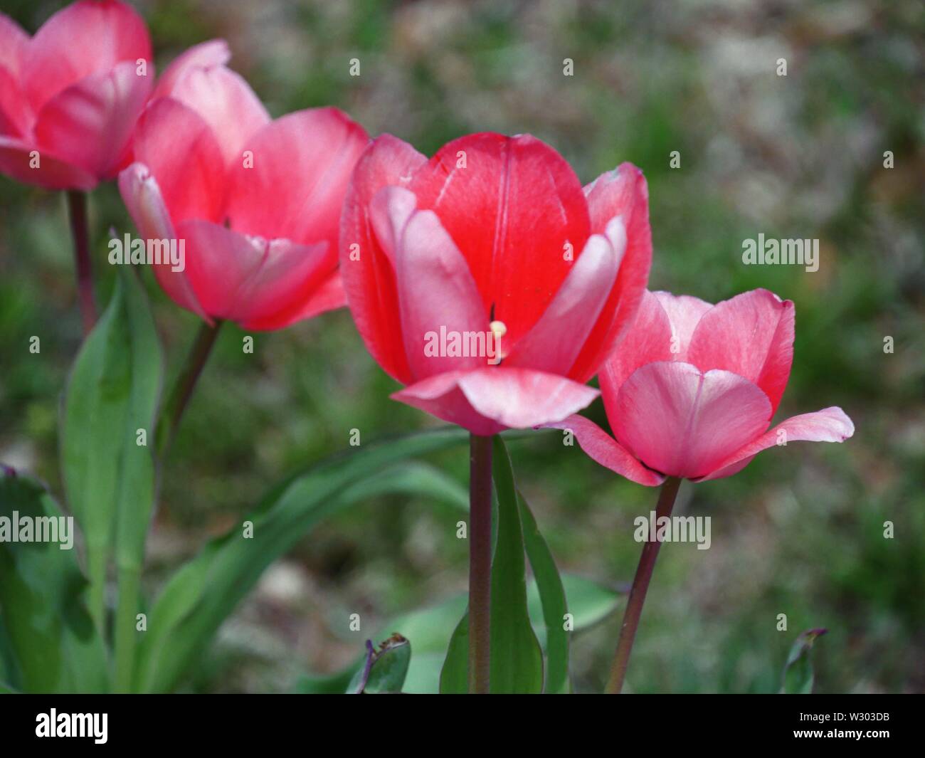 Side top view of four red tulips, with soft background Stock Photo - Alamy