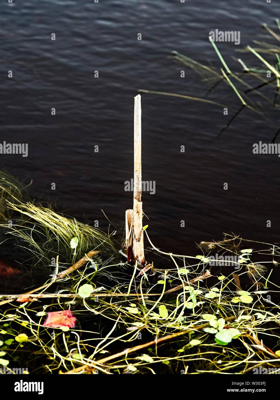 Weeds in a pond hi-res stock photography and images - Alamy