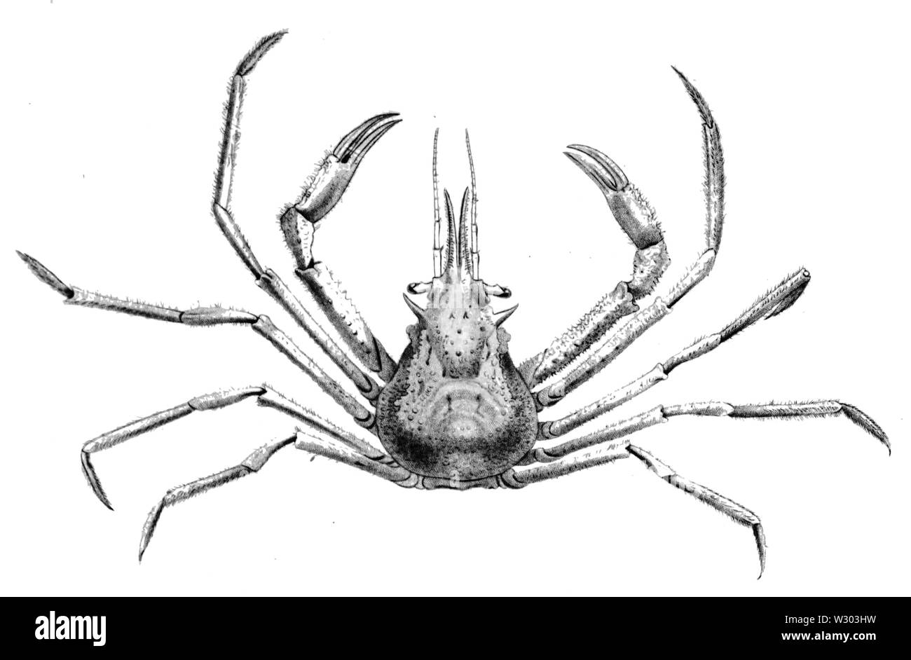 Oregonia gracilis Dana, 1851 (Graceful decorator crab) uncolored Stock ...