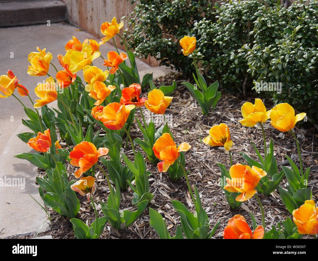 Yellow orange tulip flowers bu a concrete walkway Stock Photo - Alamy