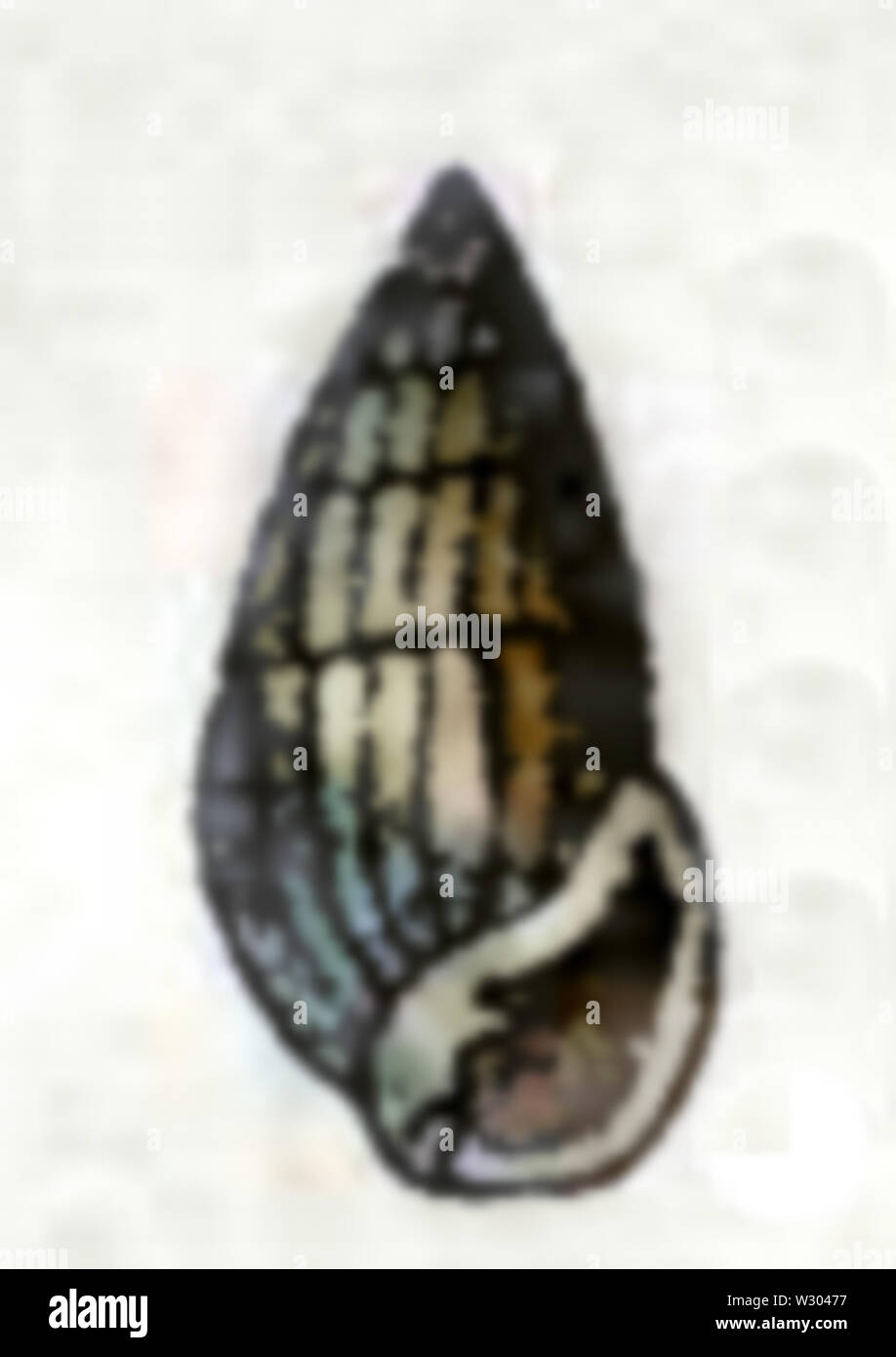 Otopleura nitida 003 Stock Photo - Alamy