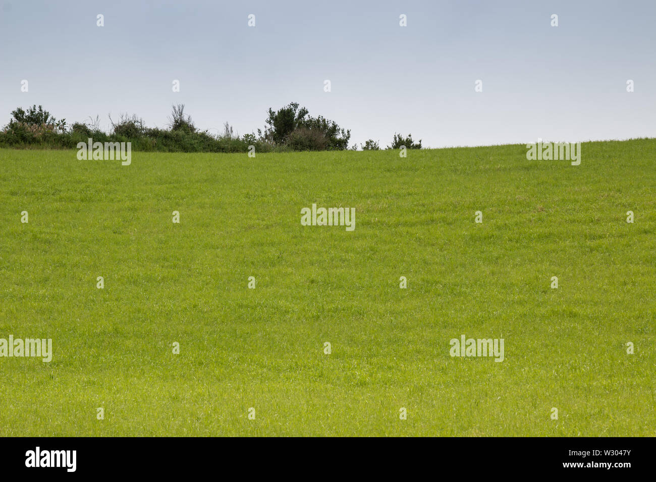 Hill covered by a fresh green grass, used as a pasture. On a horizon ...