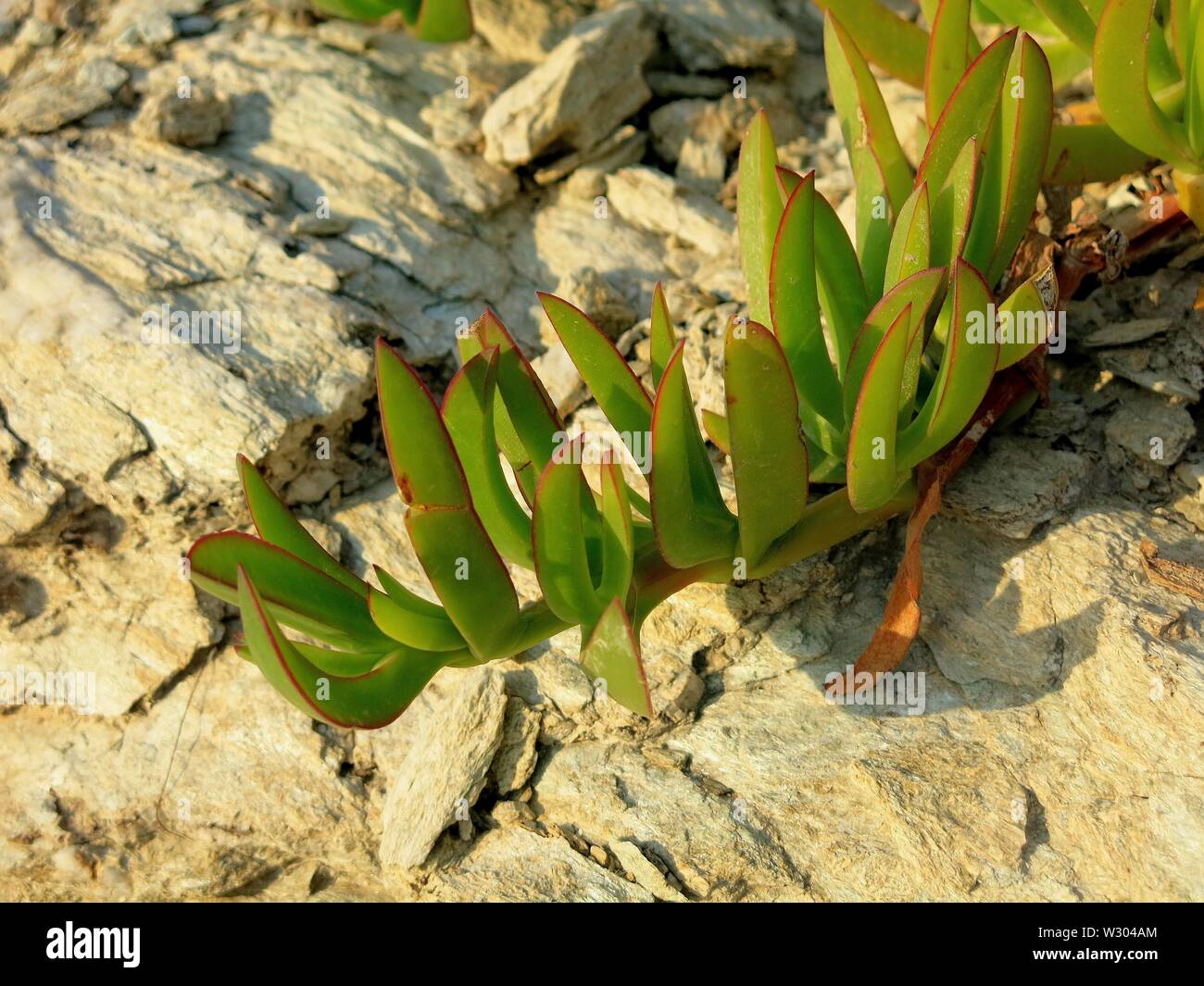 Green fleshy leaves of resilient plant growing on rock face Stock Photo ...