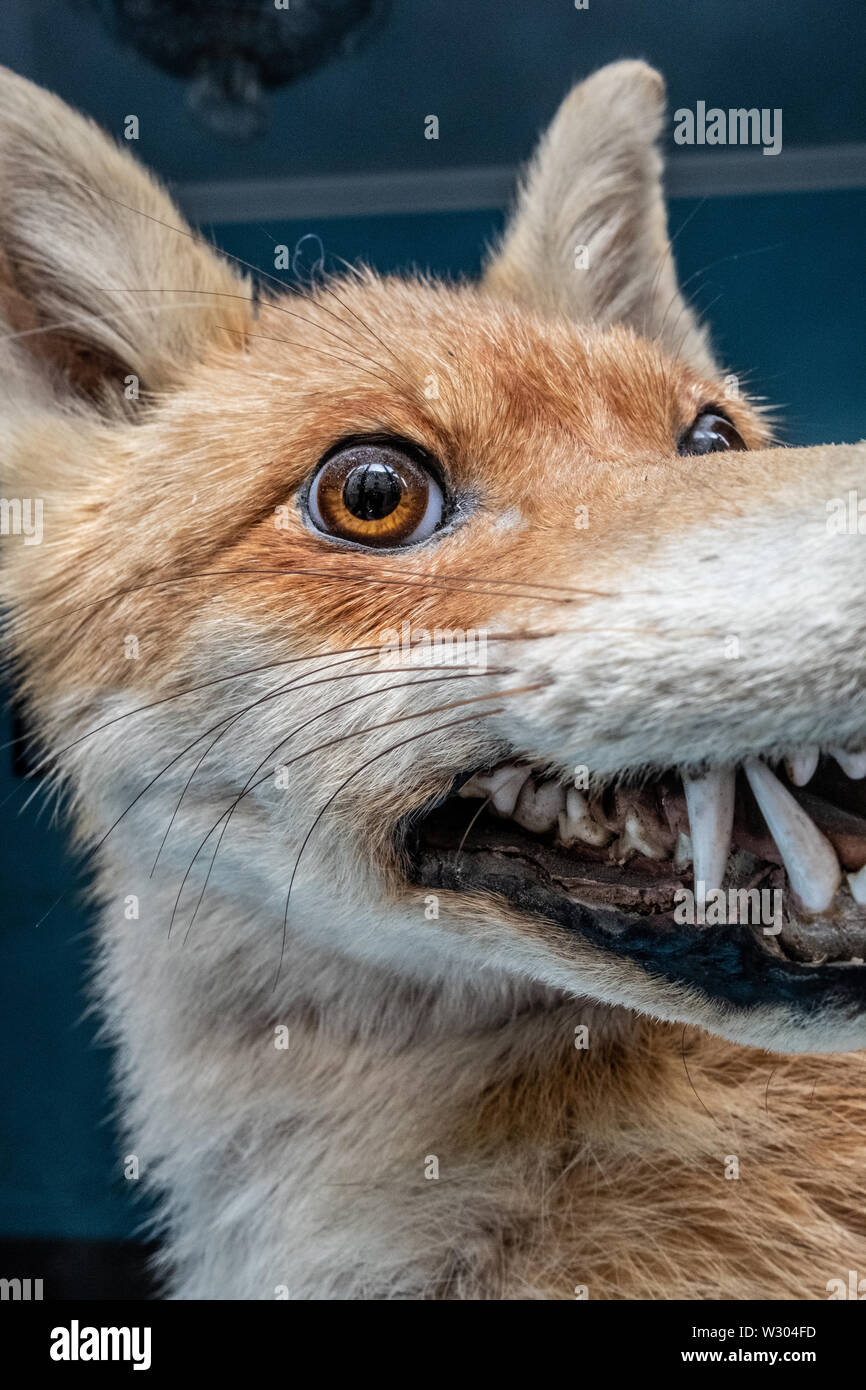 Taxiderny hi-res stock photography and images - Alamy