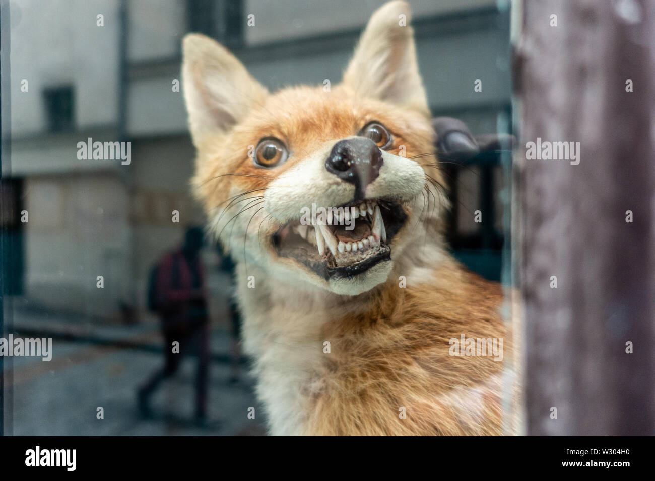 Preserved fox in a taxidermist shop in the heart of France Stock Photo ...