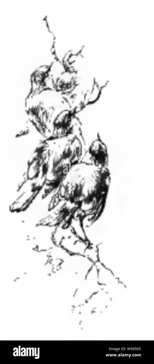 P161 hi-res stock photography and images - Alamy