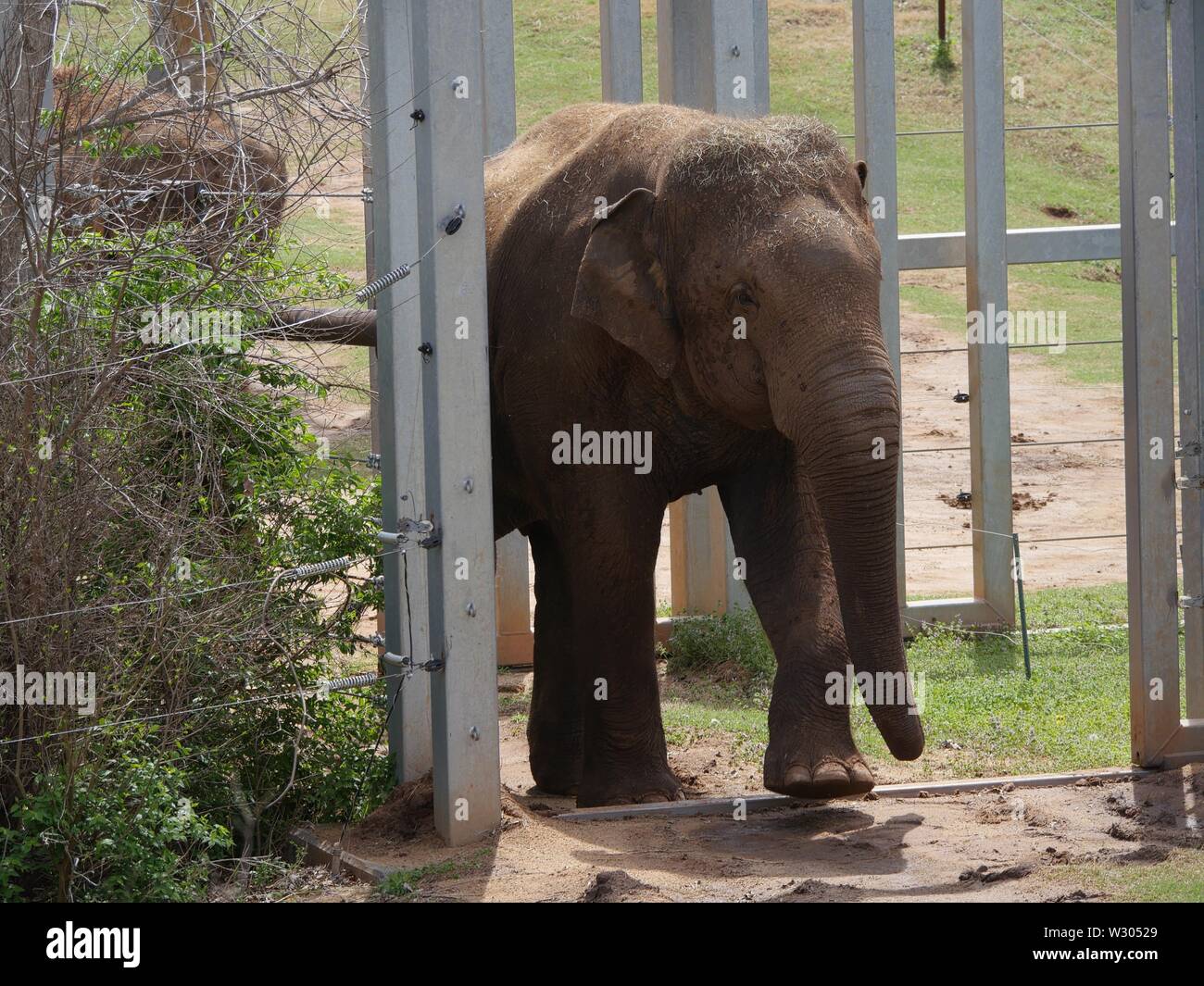An elephant walks out of a gated enclosure Stock Photo - Alamy