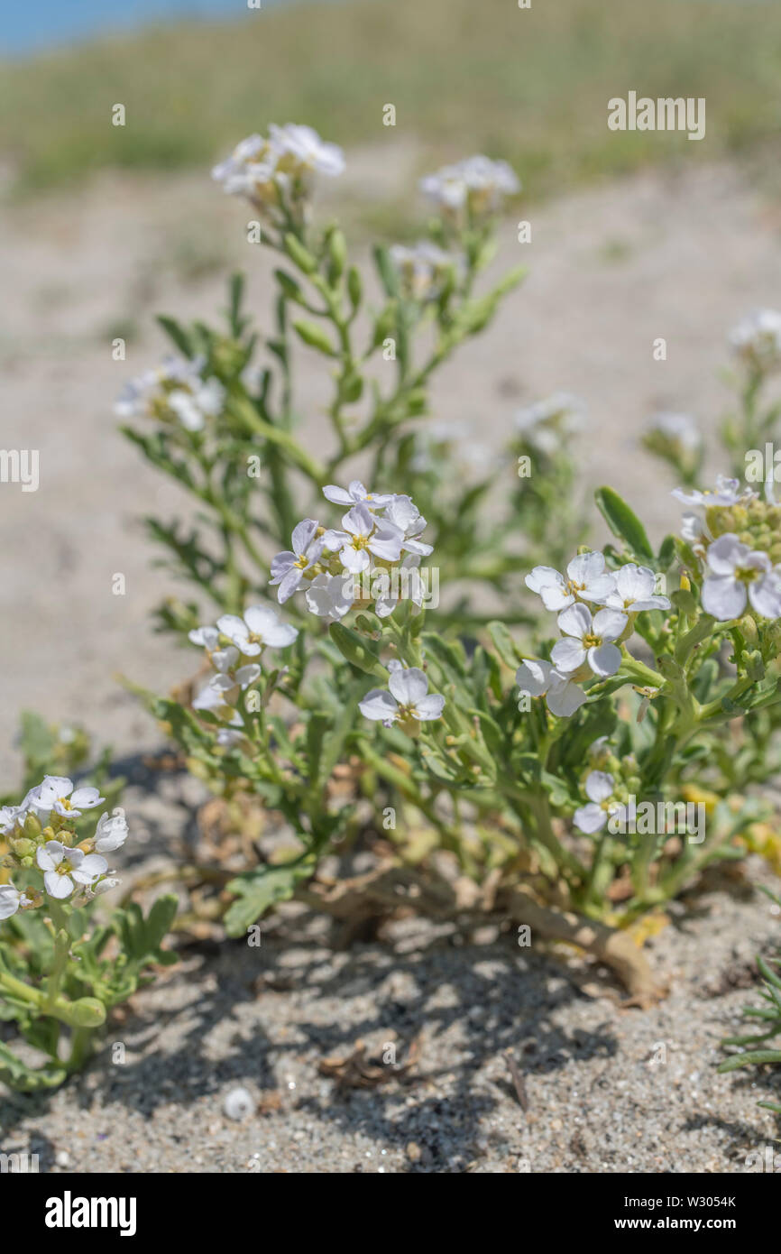 Common shoreline plant hi-res stock photography and images - Alamy