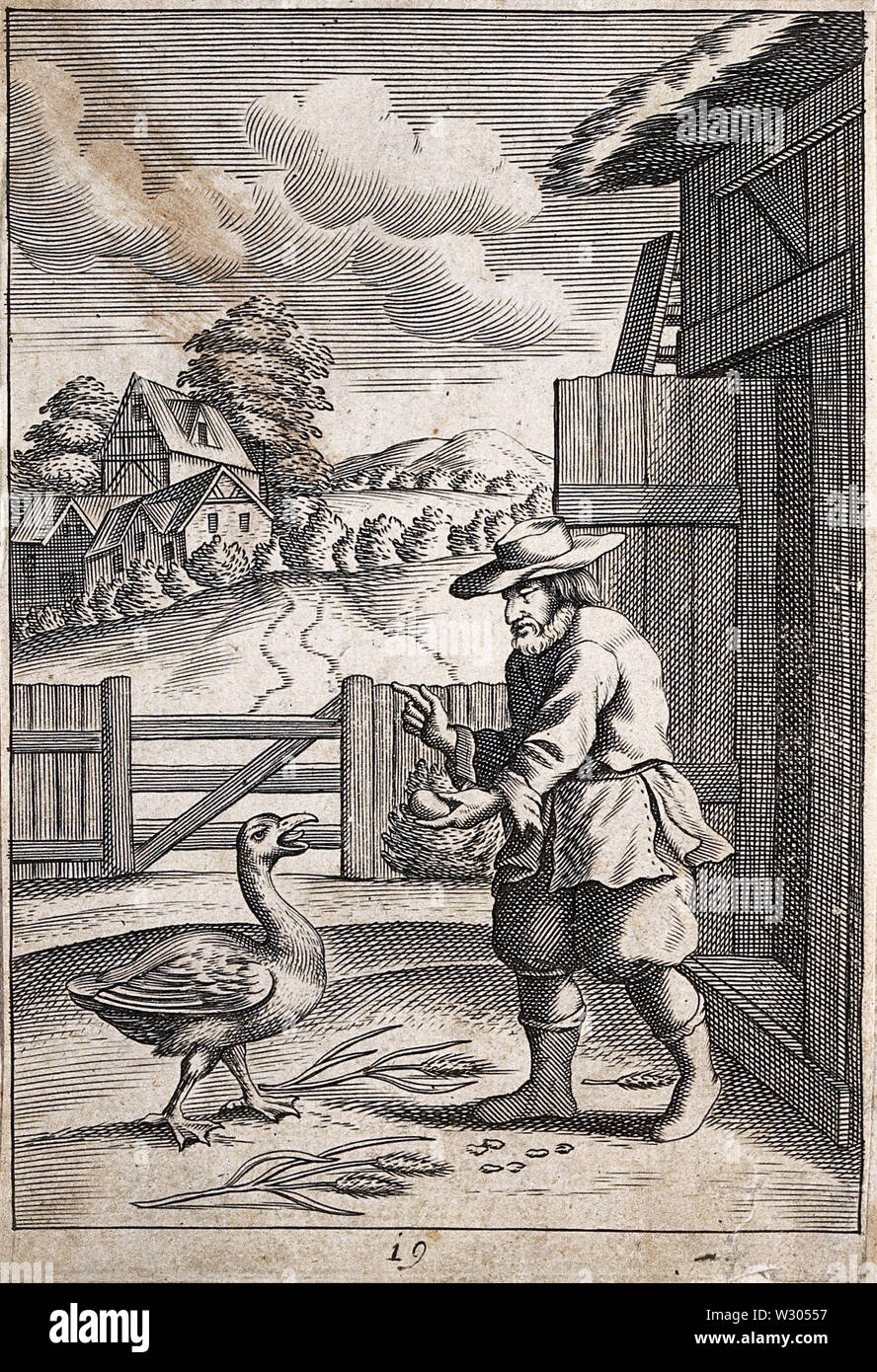 Handsome Goose High Resolution Stock Photography and Images - Alamy