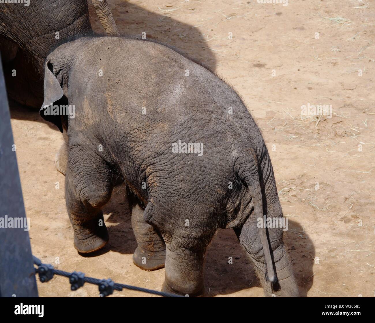 Top back view of a baby elephant Stock Photo - Alamy