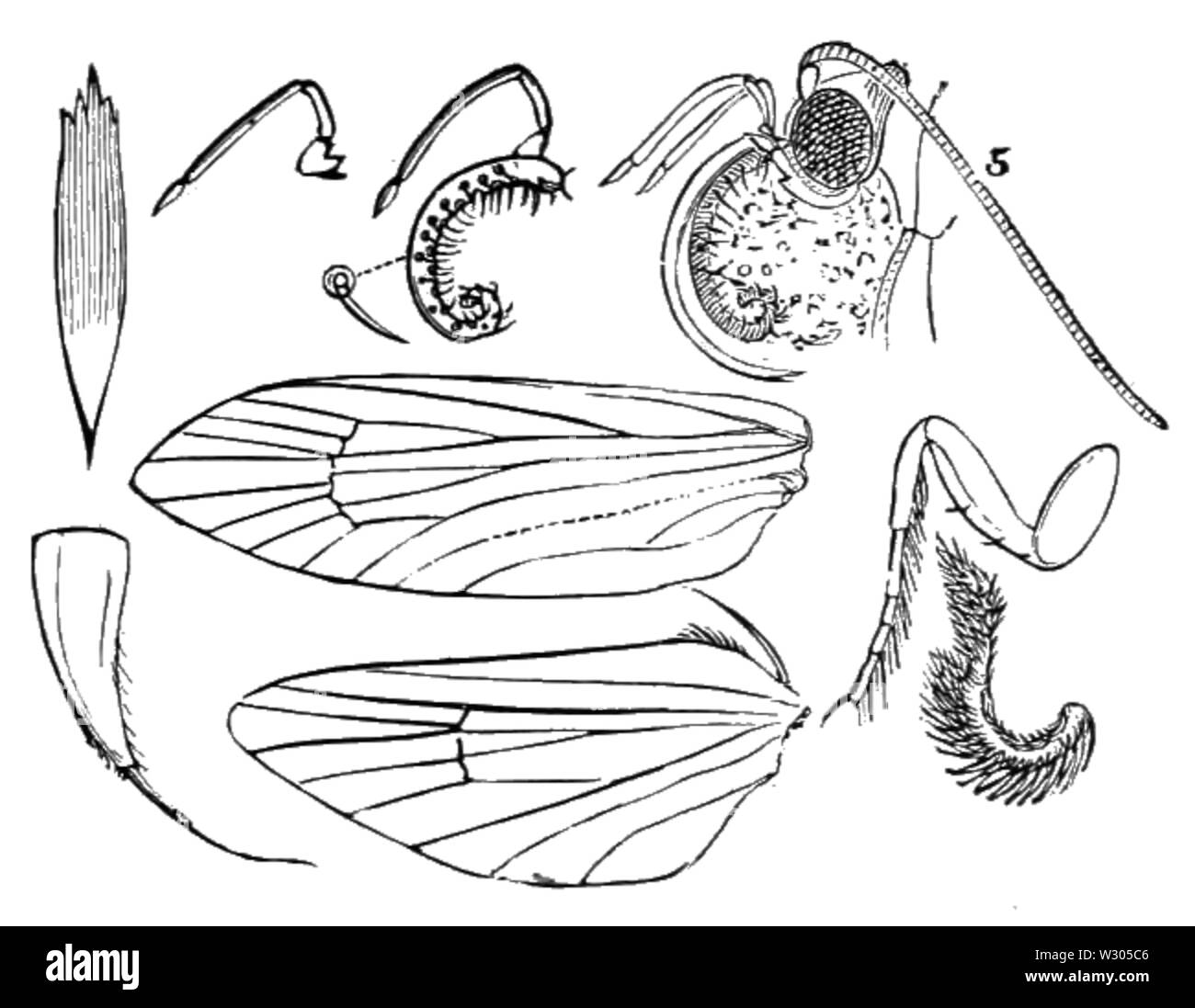 V05 hi-res stock photography and images - Alamy
