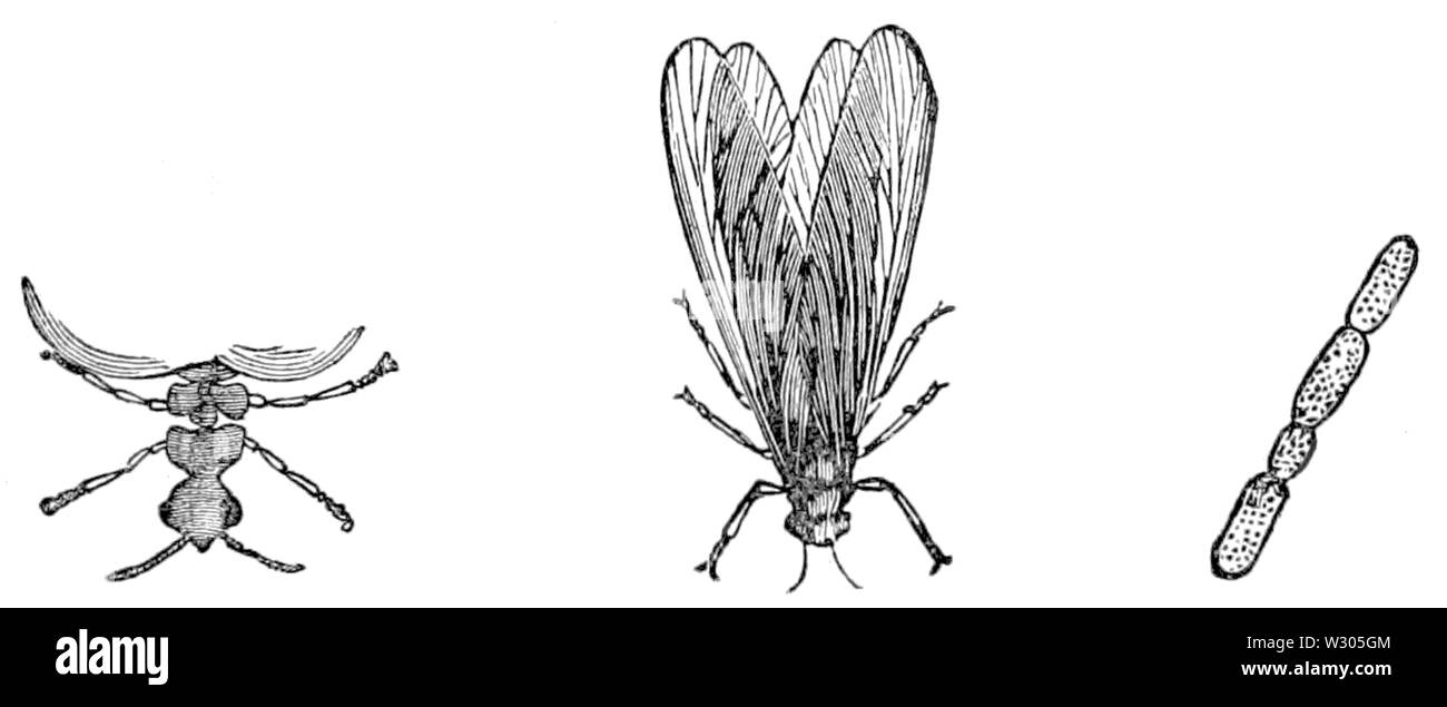 Termite eggs not ant hi-res stock photography and images - Alamy