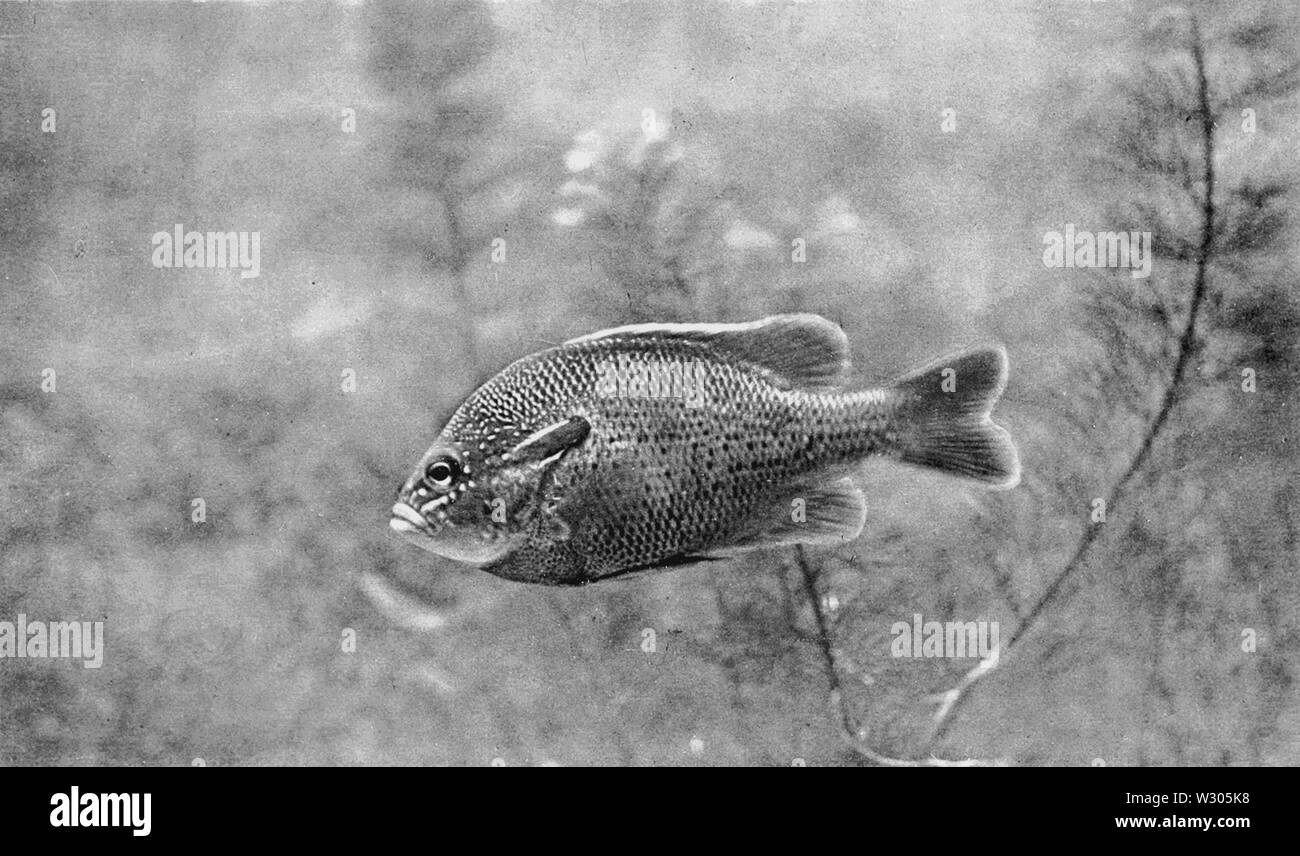 Sunfish identification hi-res stock photography and images - Alamy