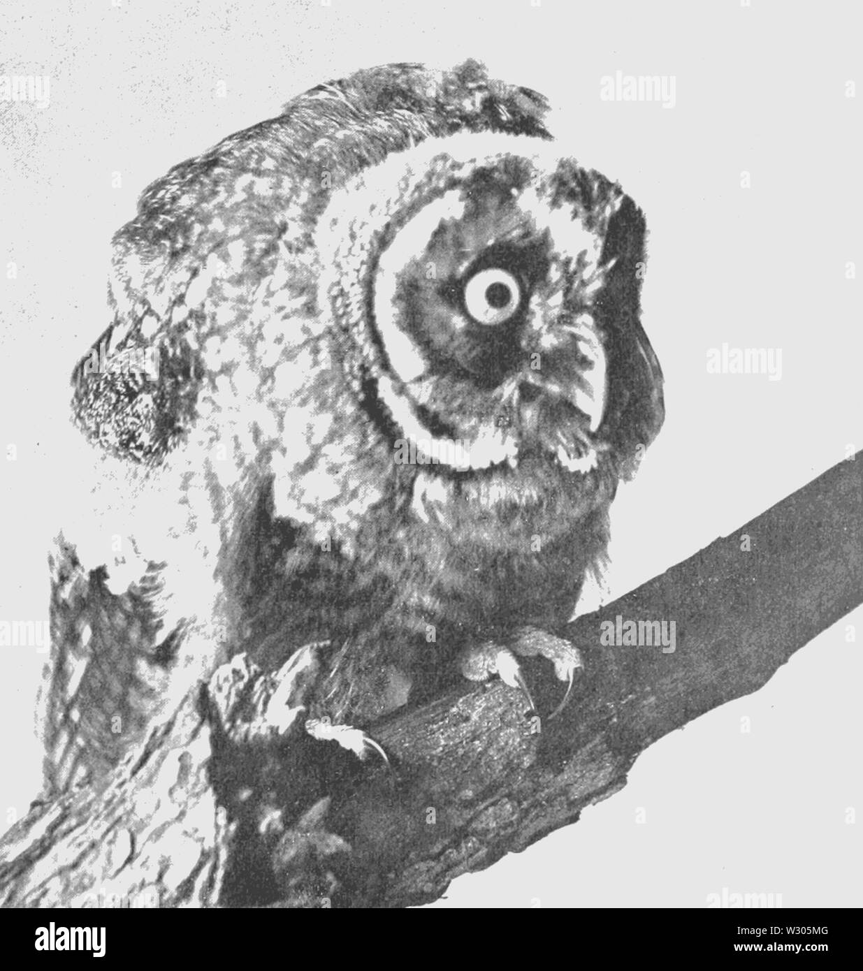 Owl species identification Black and White Stock Photos & Images - Alamy