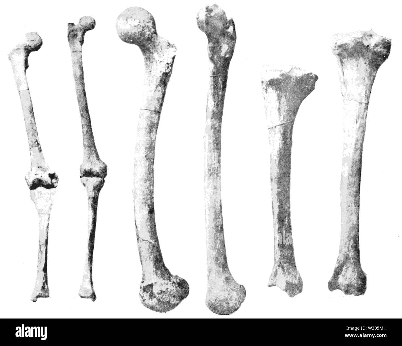 Anatomical illustration showing structure Cut Out Stock Images ...