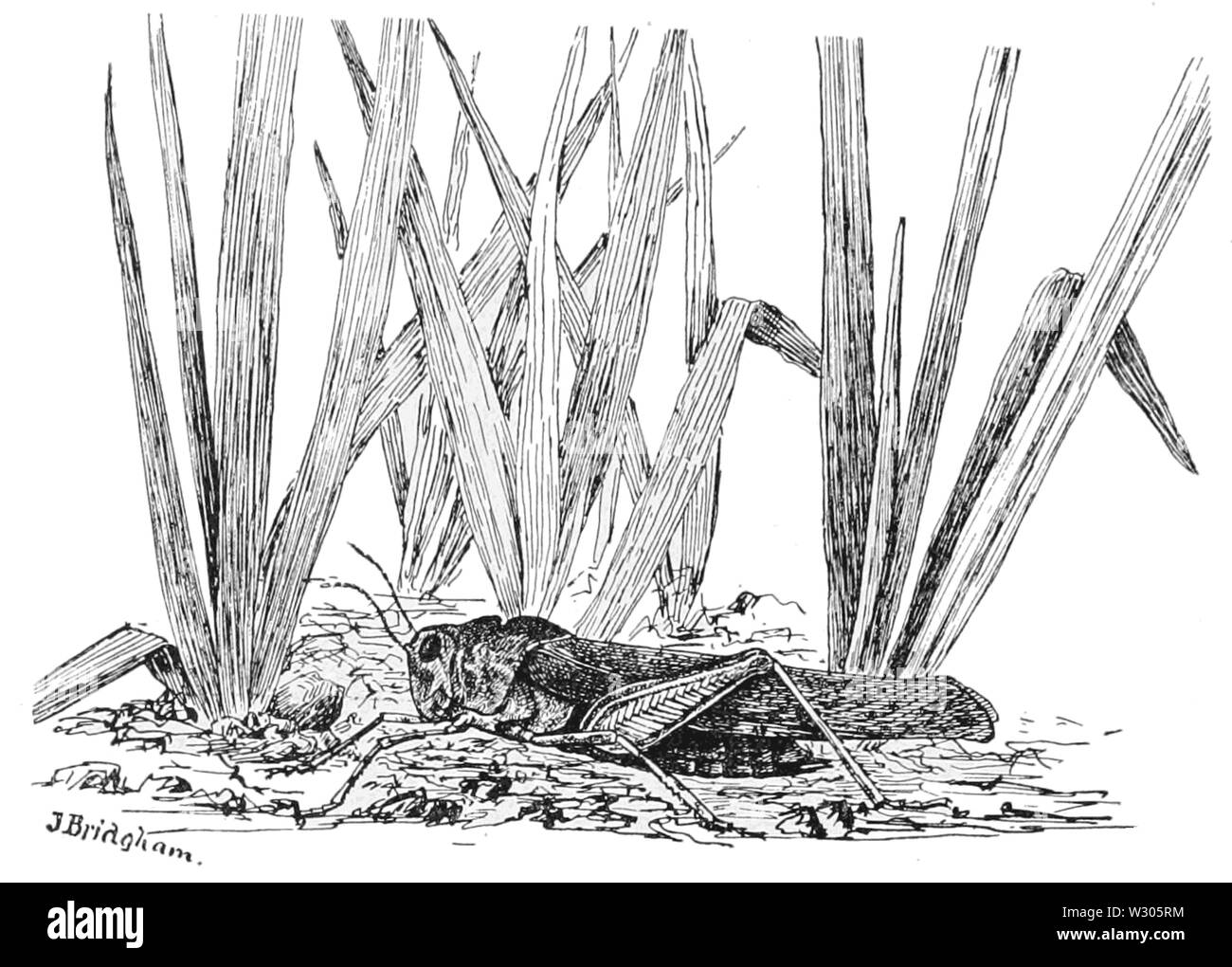 PSM V53 D684 Carolina locust at rest Stock Photo - Alamy