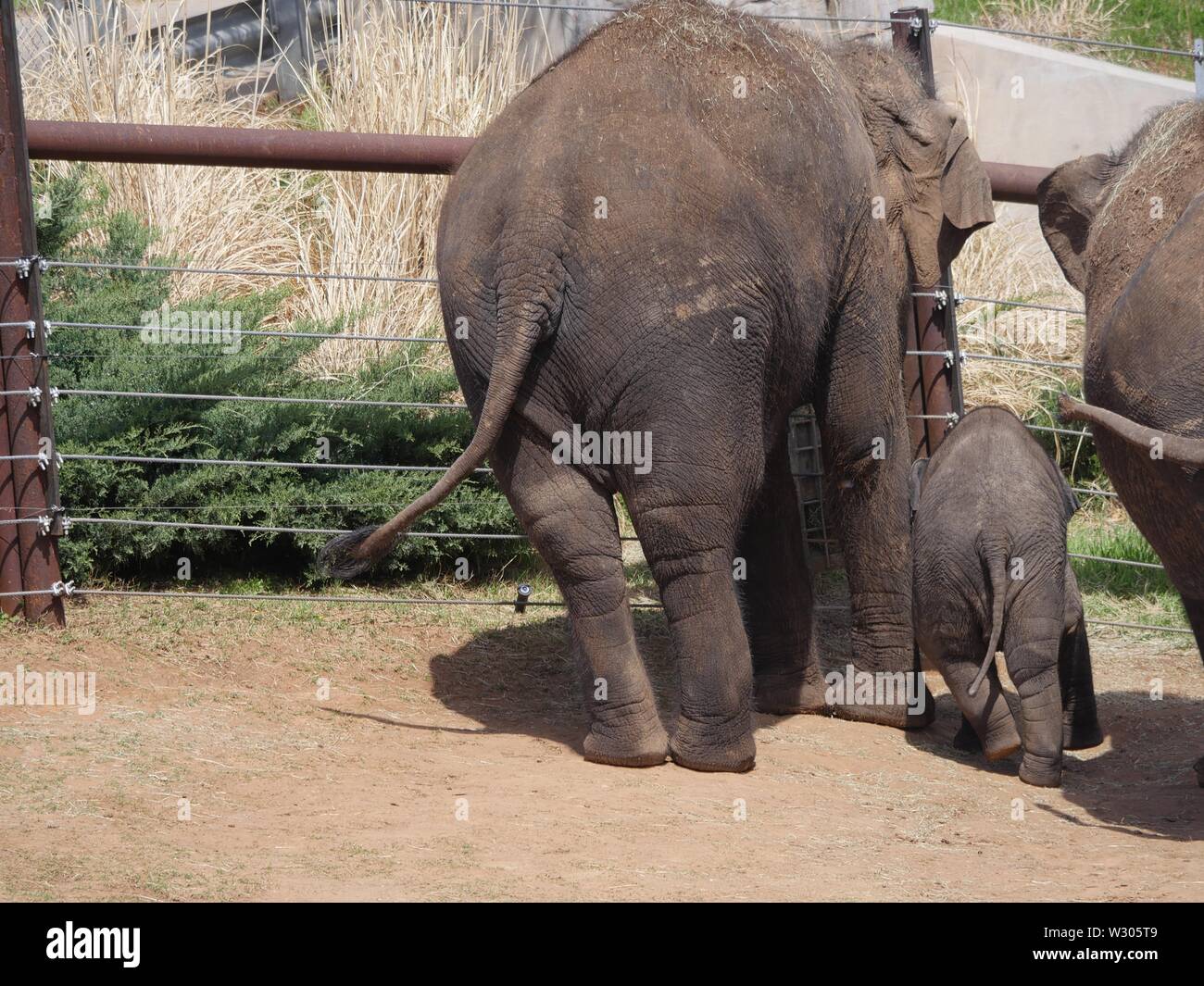 An adult elephant with a baby elephant standing by a fence Stock Photo ...