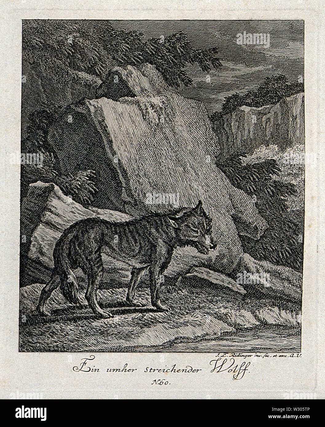 Wolf Head Etching High Resolution Stock Photography and Images - Alamy