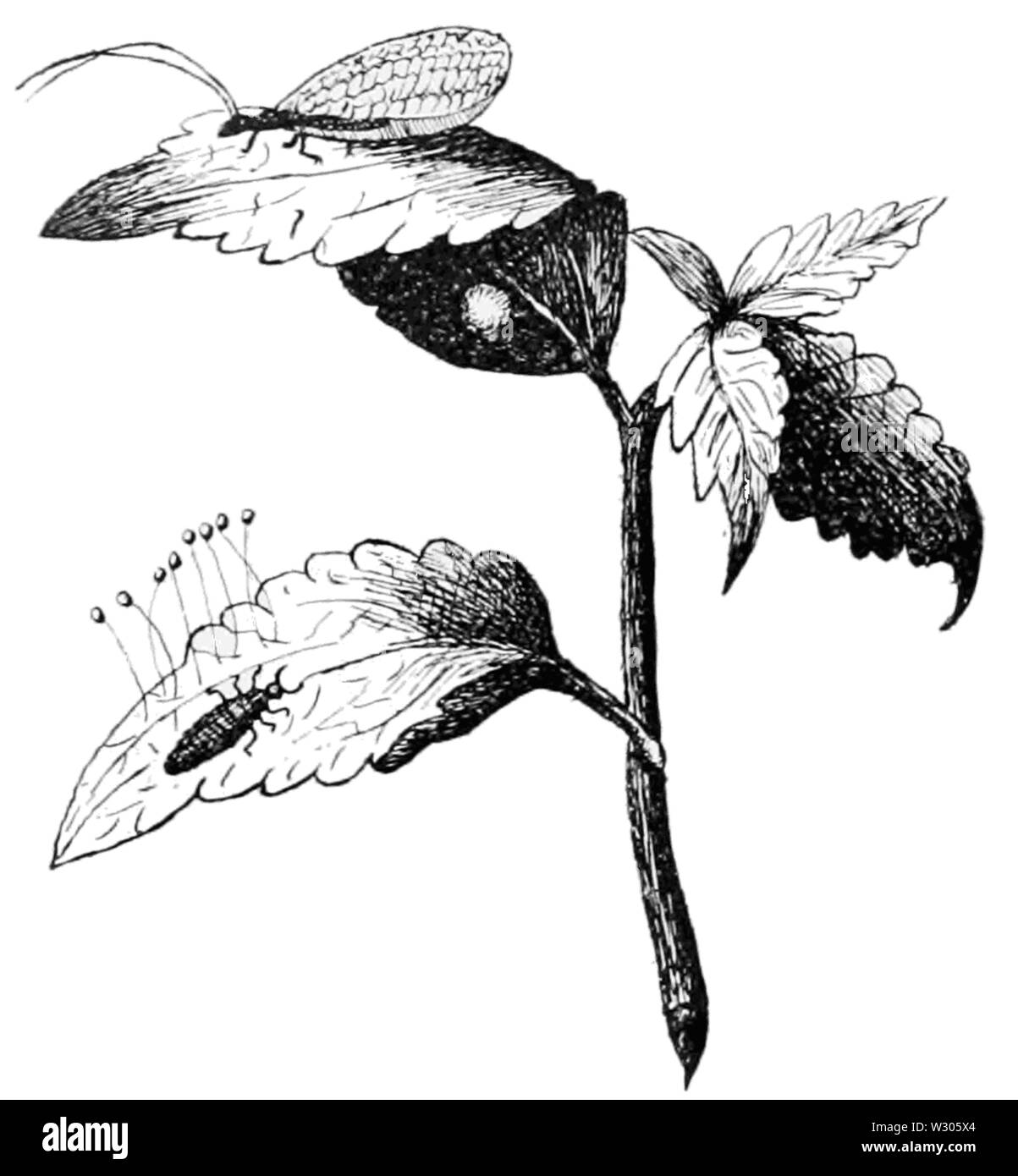 PSM V54 D086 Cocoon larva eggs and adult aphis lion Stock Photo - Alamy