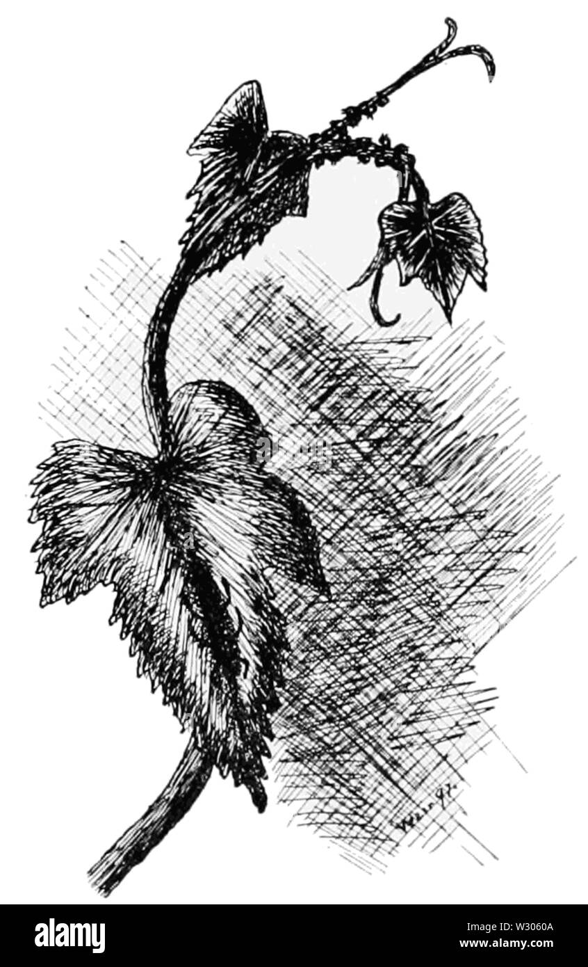 Aphis lion hi-res stock photography and images - Alamy