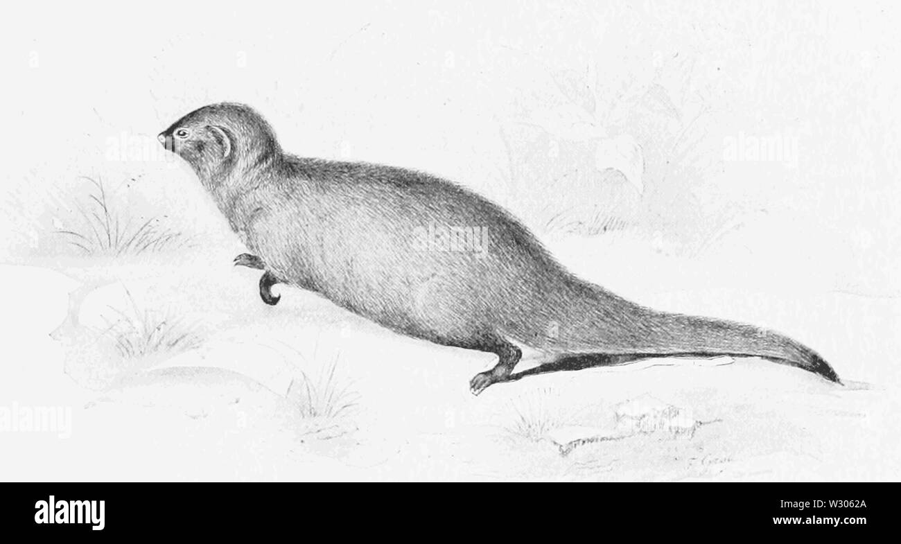 Snake fur Black and White Stock Photos & Images - Alamy