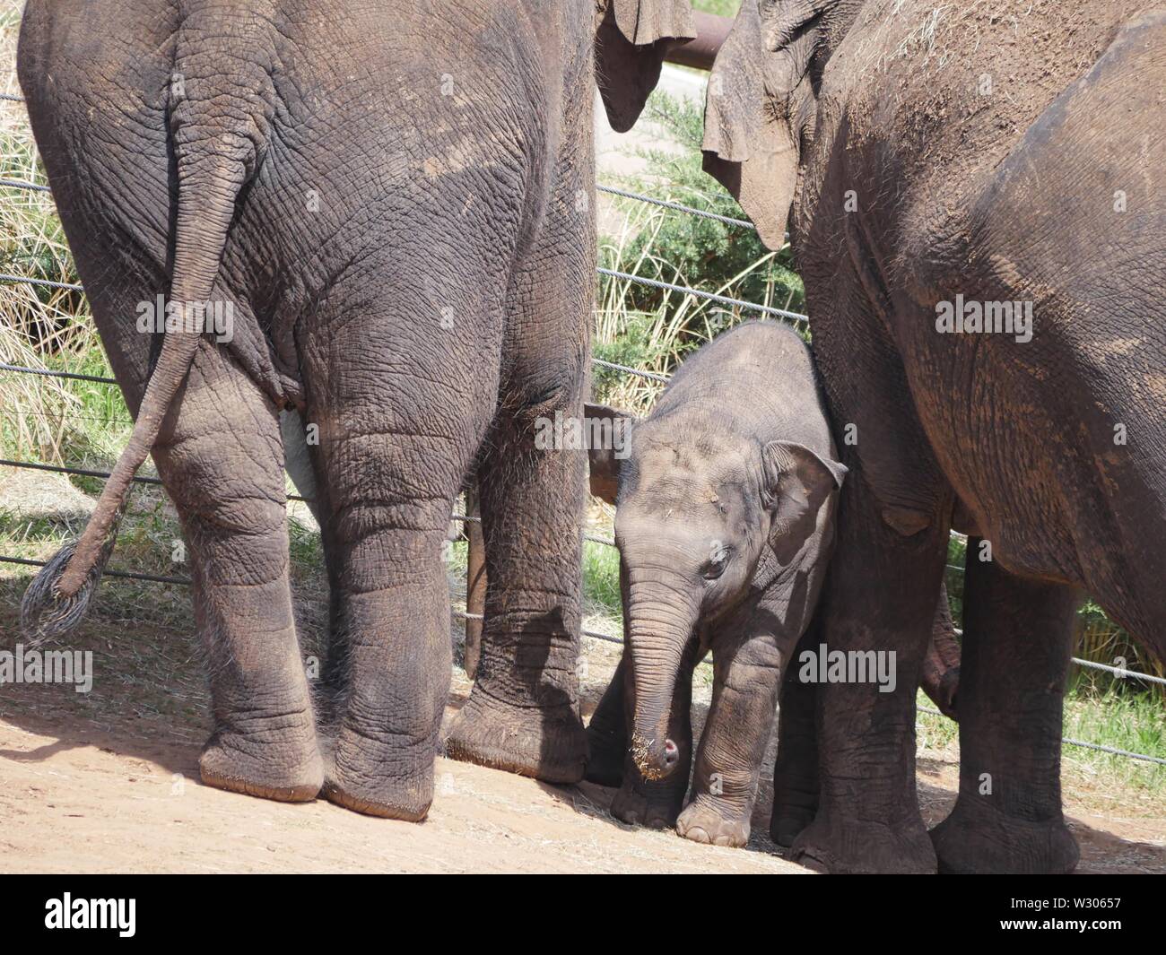 Zoomed shot of a cute baby elephant standing in between two adult ...
