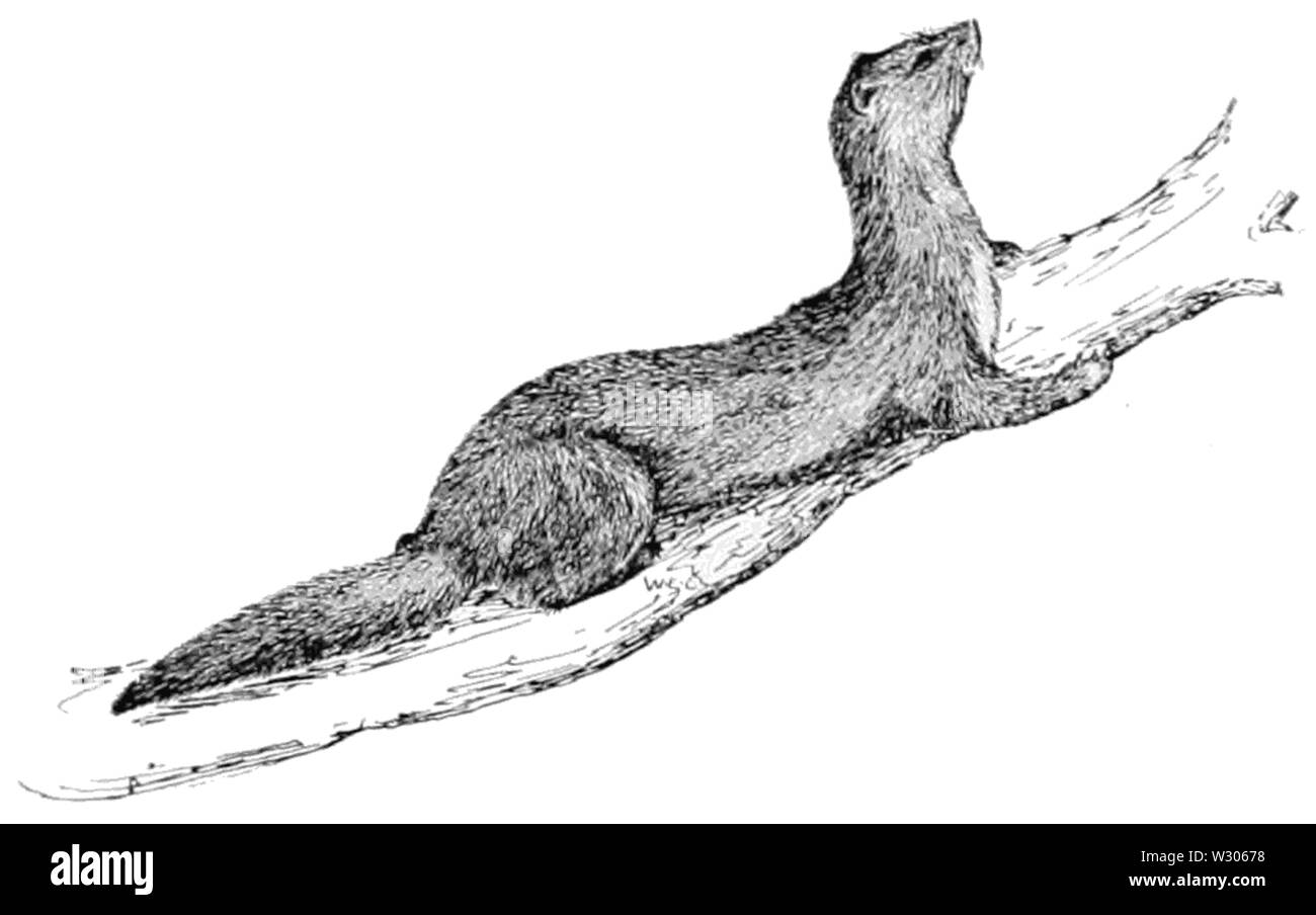 PSM V54 D811 Weasel Stock Photo - Alamy