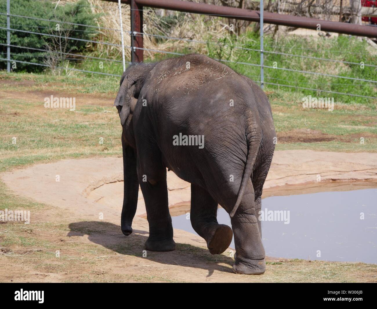 Medium wide shot of an adult elephant walking by a pool of water Stock ...