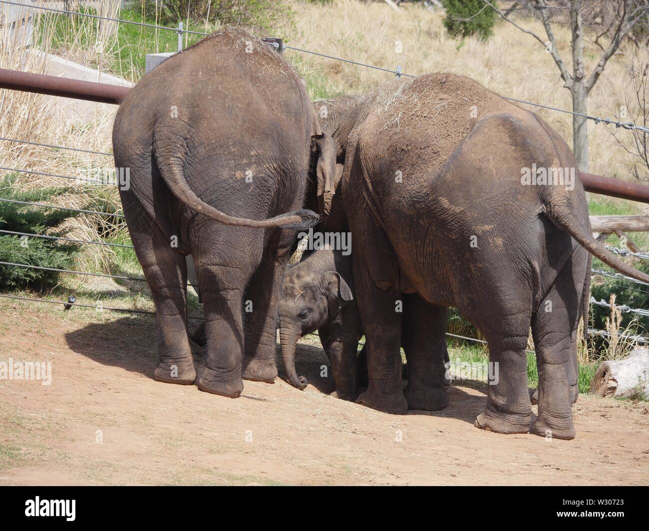 Medium wide shot of two adult elephants stand by a fence, with a baby ...