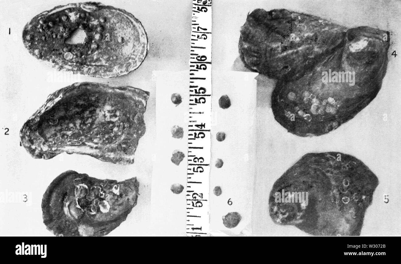 PSM V56 D0251 Various oyster sizes from the farm Stock Photo - Alamy