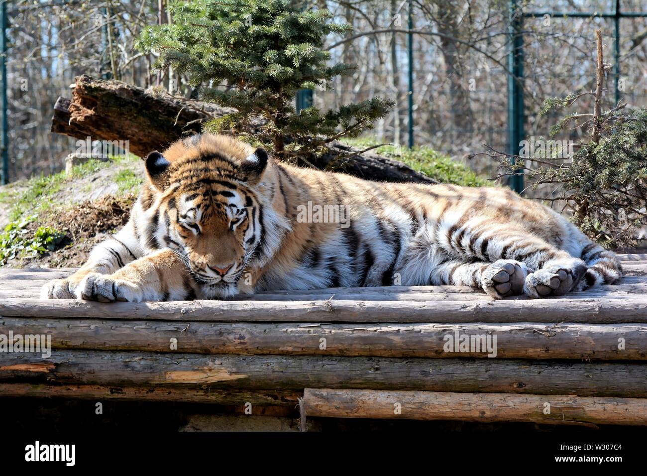 Tiger protection hi-res stock photography and images - Alamy
