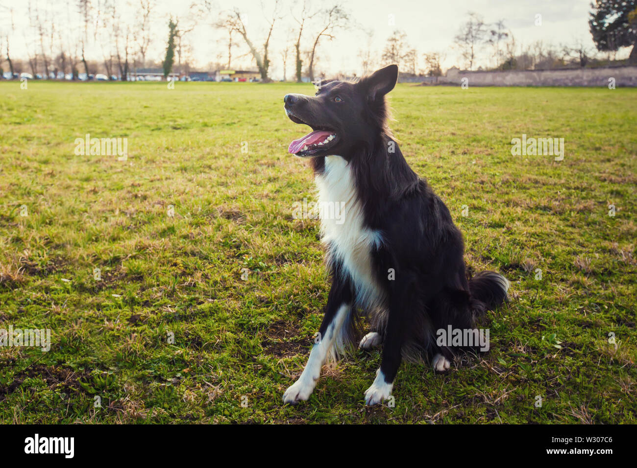 Smart border collie dog seated outdoors on the green grass in the park ...