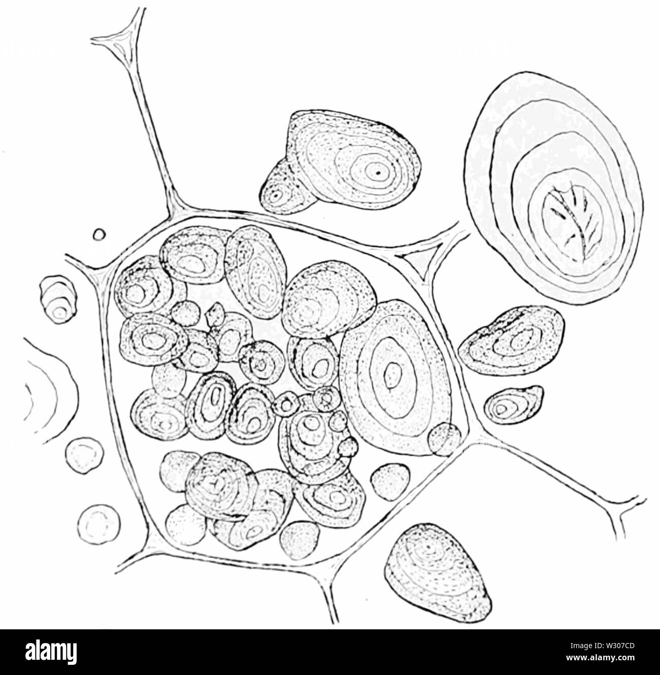 Potato starch granules Cut Out Stock Images & Pictures - Alamy