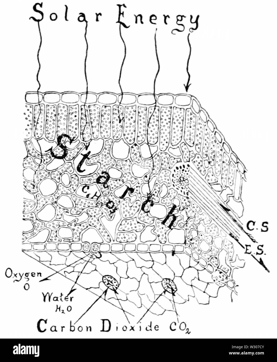Illustrating Cut Out Stock Images & Pictures - Alamy
