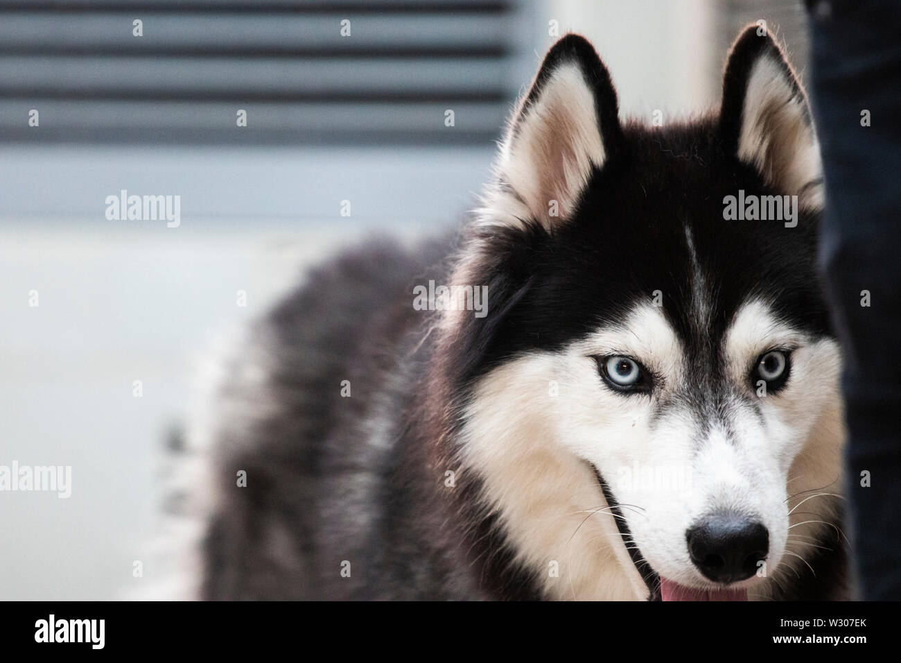Portrait of happy Siberian Husky Dog opened mouth surprised on sunny ...