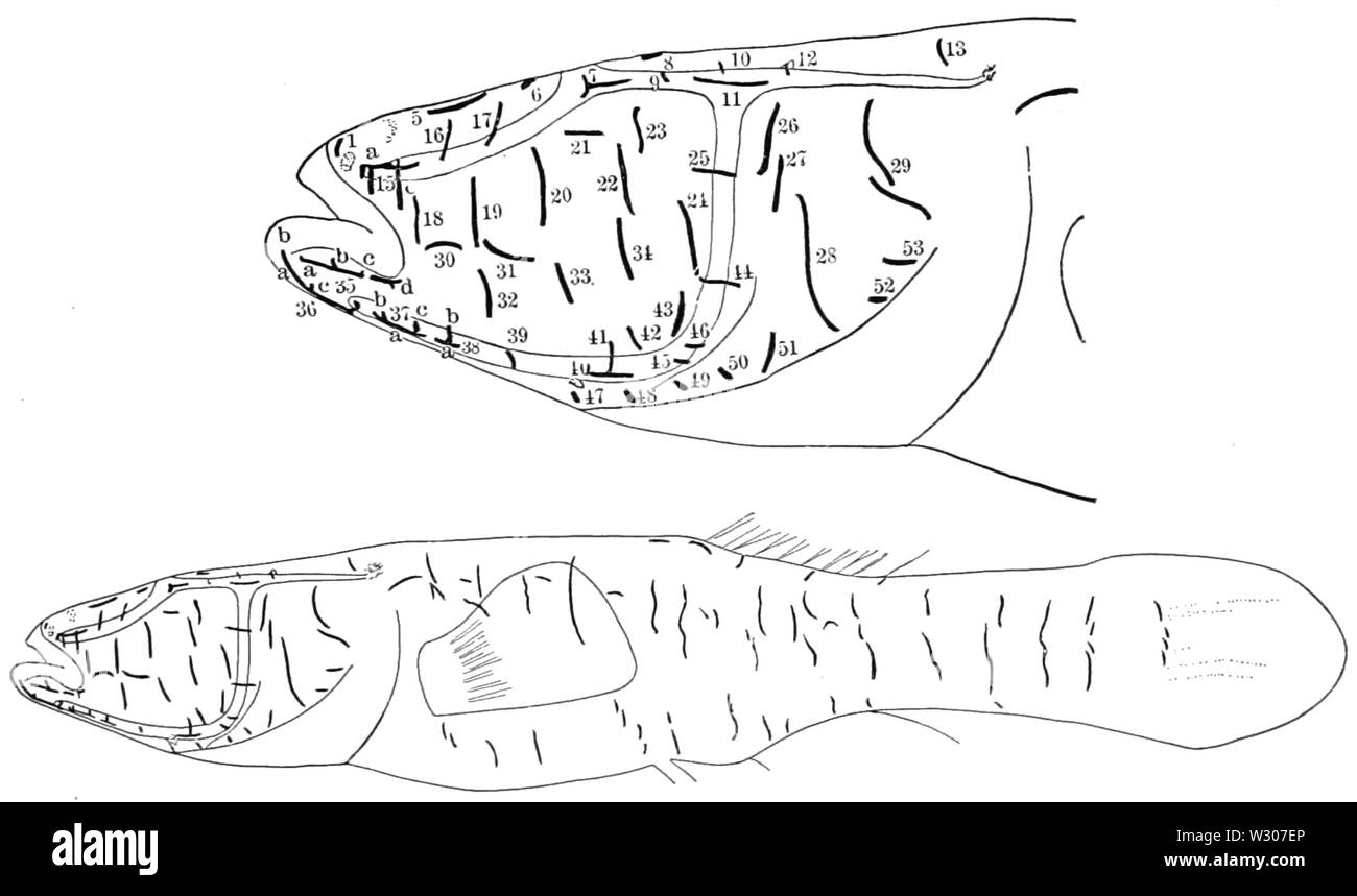 PSM V57 D065 Lateral view of amblyopsis showing location of tactile ...