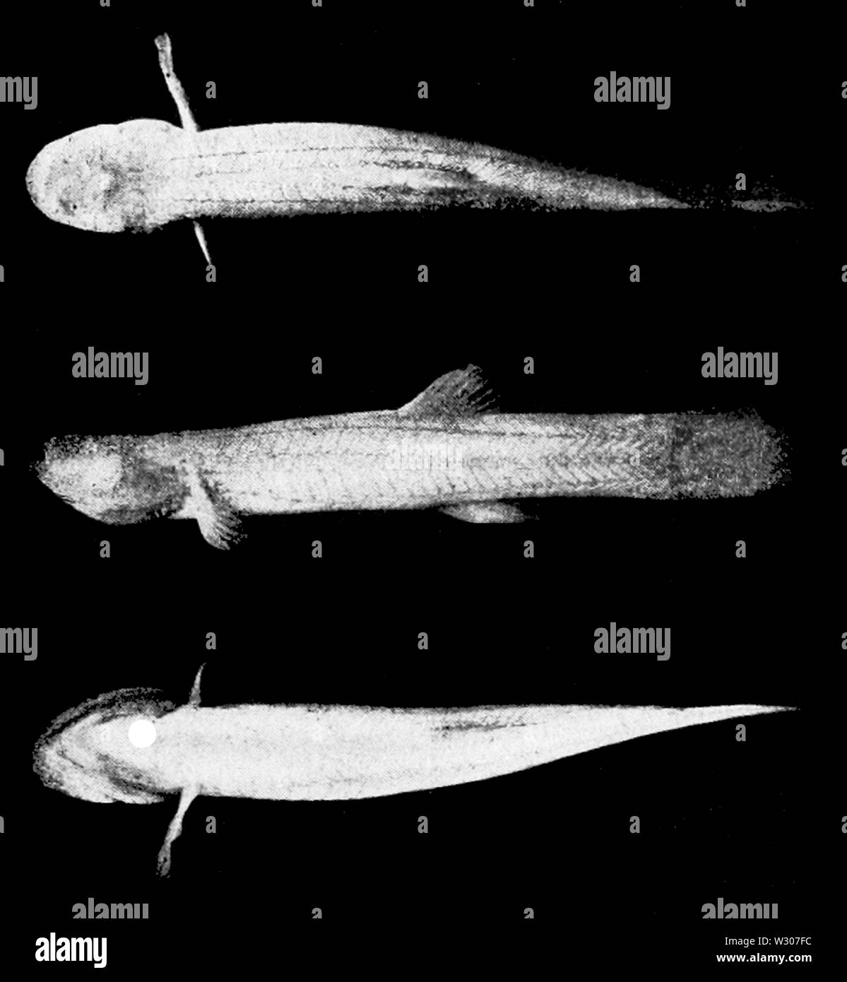 From cedar Black and White Stock Photos & Images - Alamy