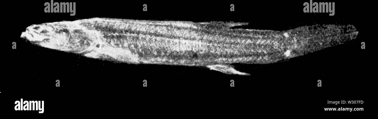 PSM V57 D060 Chologaster papilliferus from illinois Stock Photo - Alamy