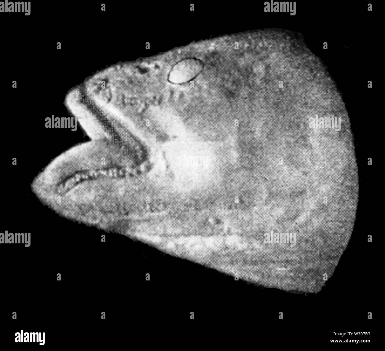 Papilliferus hi-res stock photography and images - Alamy