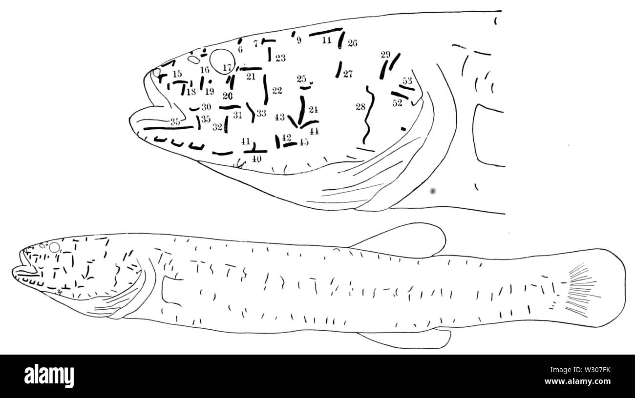 PSM V57 D066 Lateral view of chologaster papilliferus showing location ...