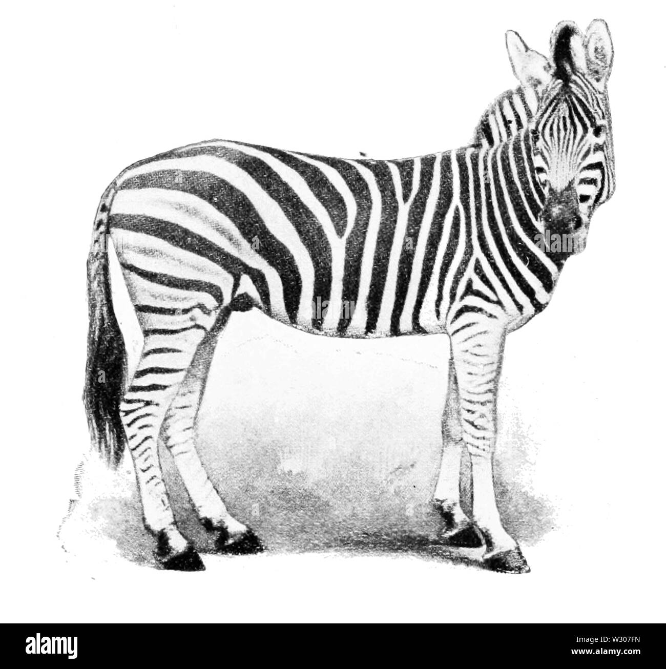 PSM V57 D140 Matapo Stock Photo - Alamy