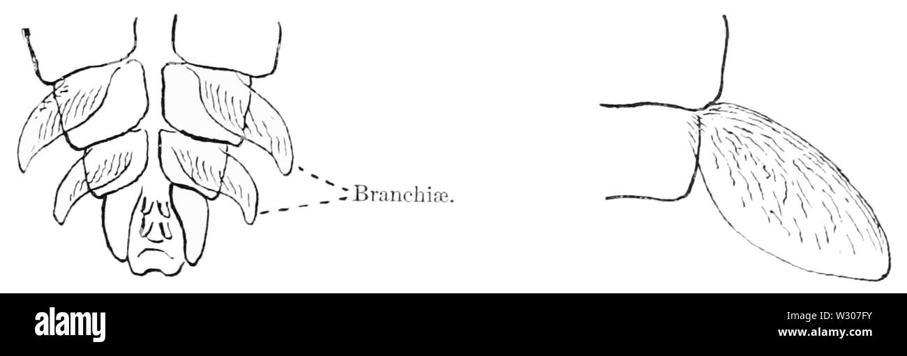 PSM V57 D037 Aphrophora posterior with branchiae Stock Photo - Alamy