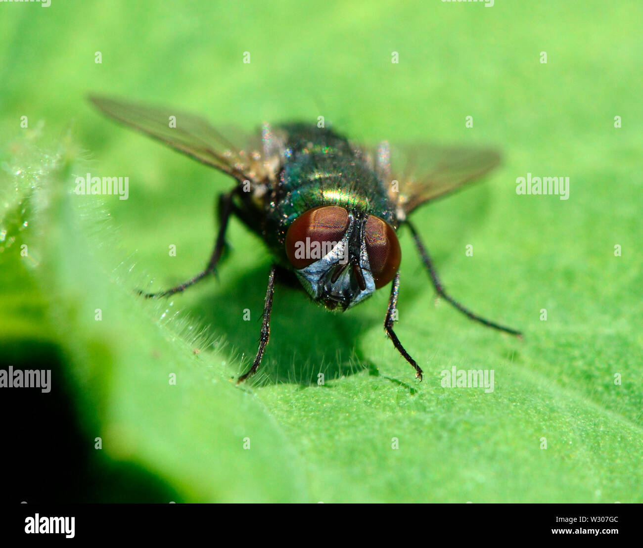 Common european greenbottle fly hi-res stock photography and images - Alamy