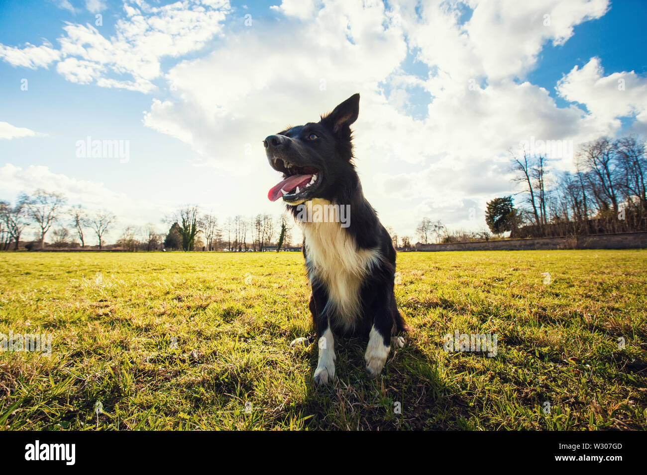 Smart border collie dog seated outdoors on the green grass in the park ...