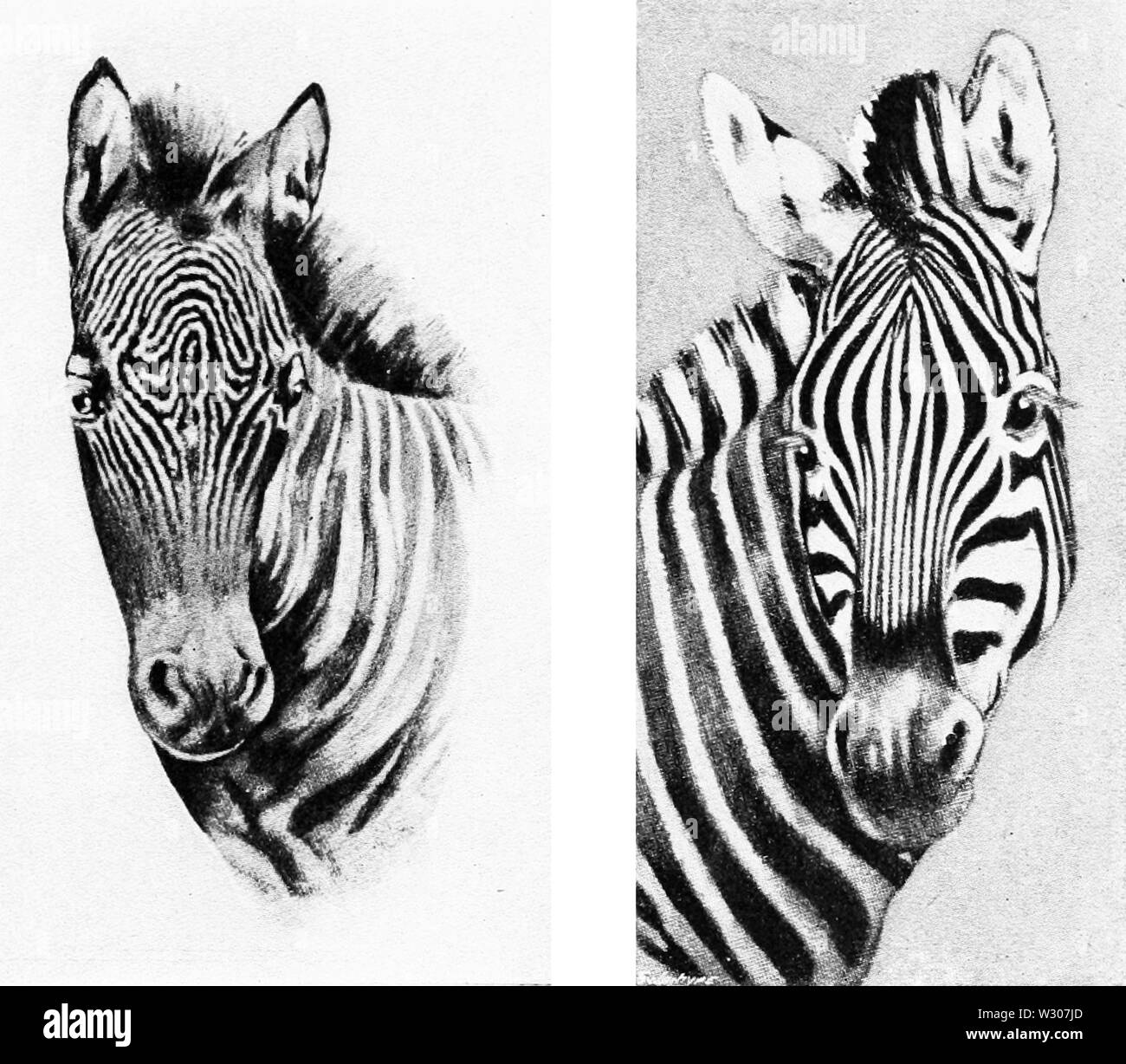 PSM V57 D147 Romulus and matapo Stock Photo - Alamy